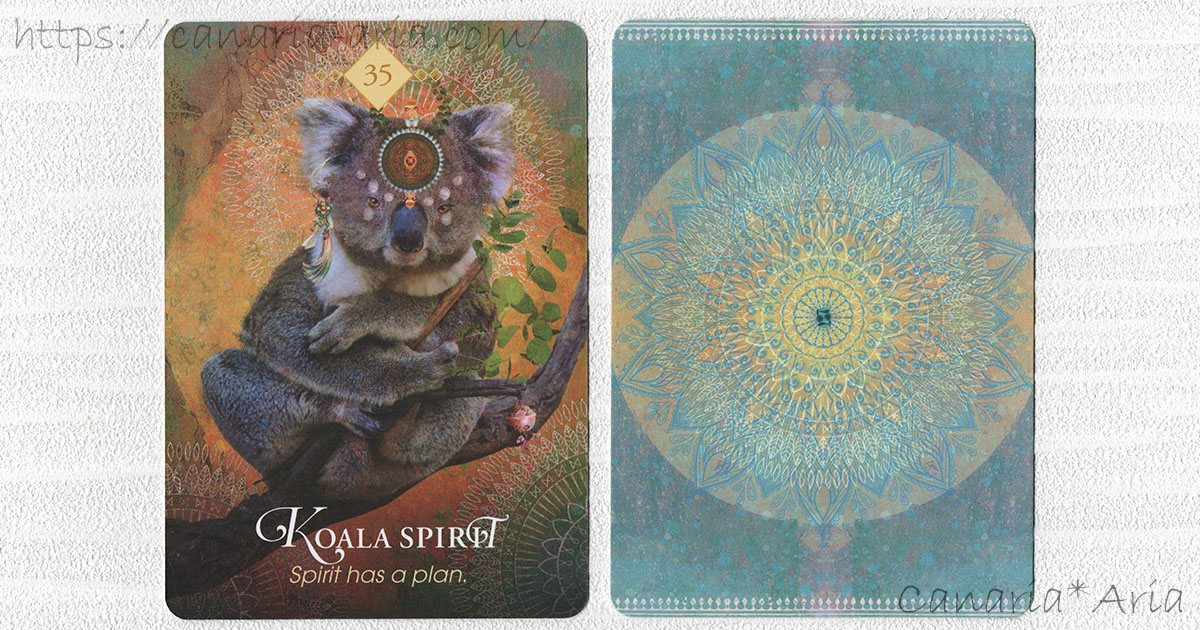 35.Koala SPIRIT（コアラのスピリット）スピリットアニマルオラクル のメッセージ | カナリア＊アリア